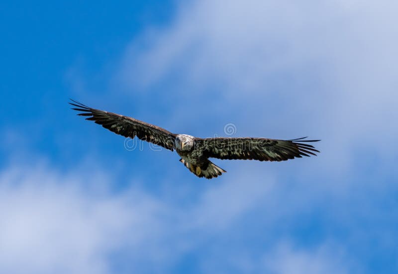 Juvenile Bald Eagle High in the Sky Stock Image - Image of looking ...