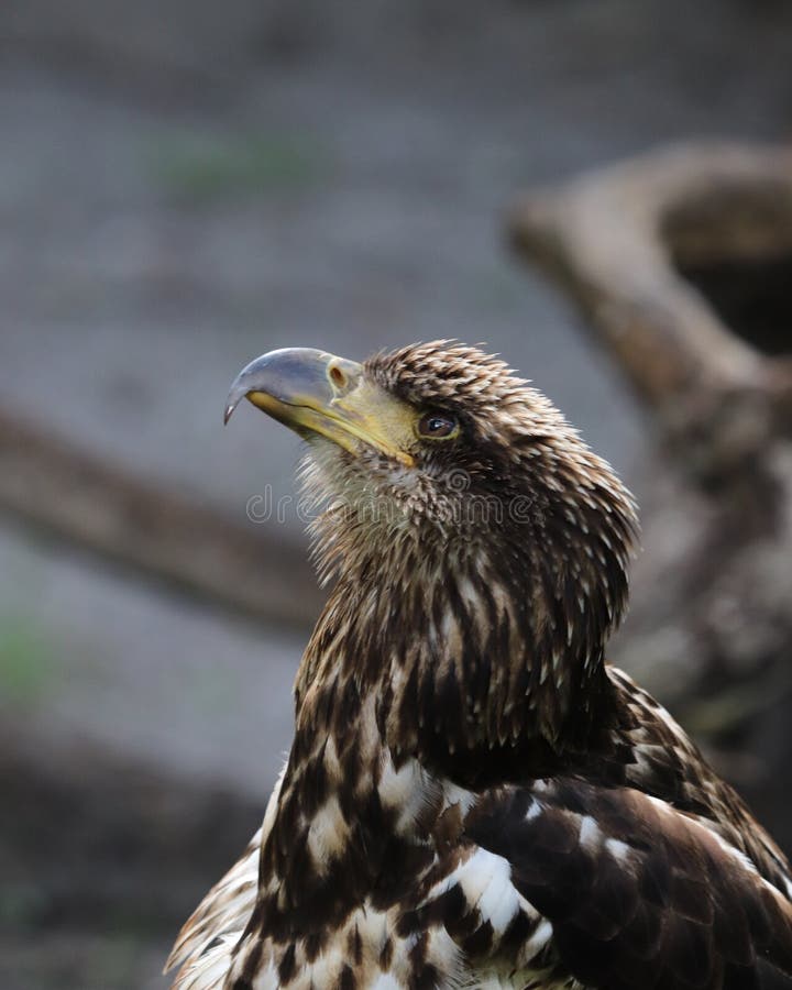 Bald Eagle profile stock image. Image of protected, species - 84412729