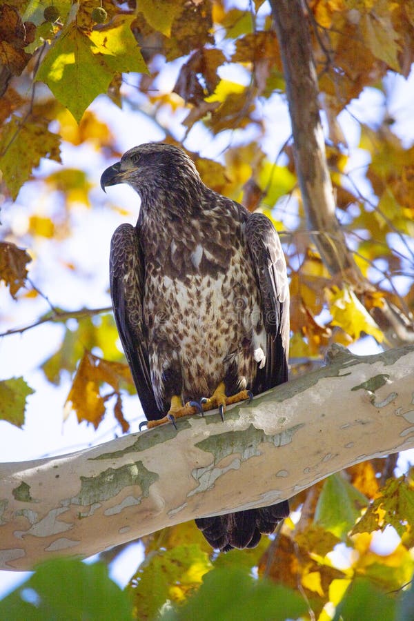 Juvenile Bald Eagle Perched in a Tree Surrounded by Fall Foliage. Stock ...