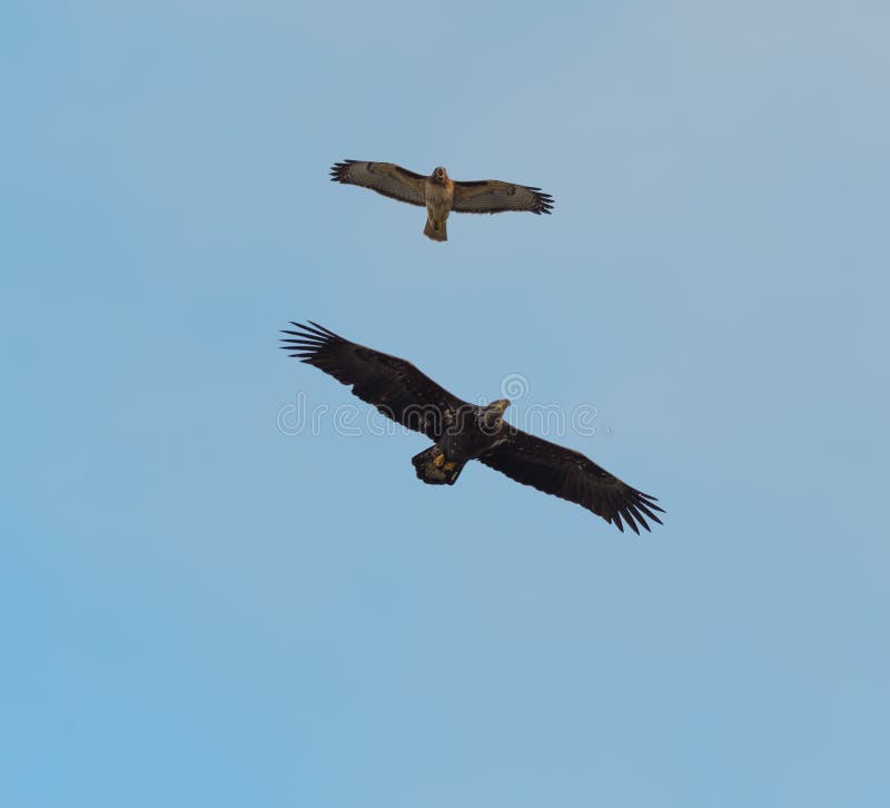 Juvenile Bald Eagle and Red Wing Hawk Flying Together Stock Image ...