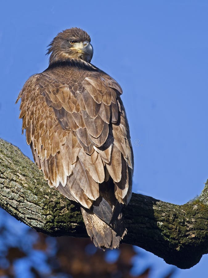 Juvenile Bald Eagle stock image. Image of fish, wildlife - 80771141