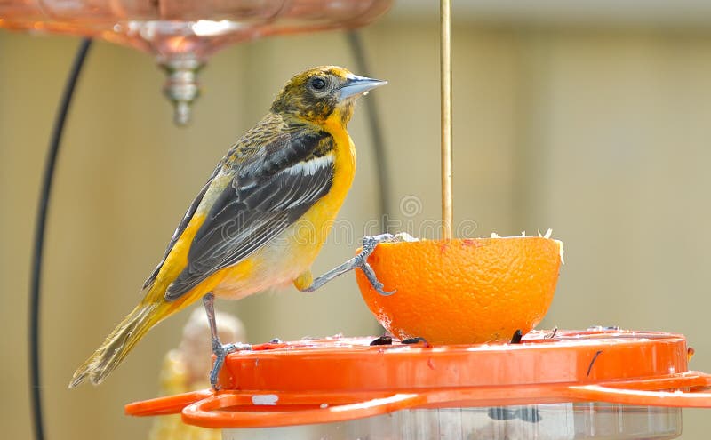 Juvenile Baltimore Oriole on Feeder (2) Stock Image - Image of nature ...