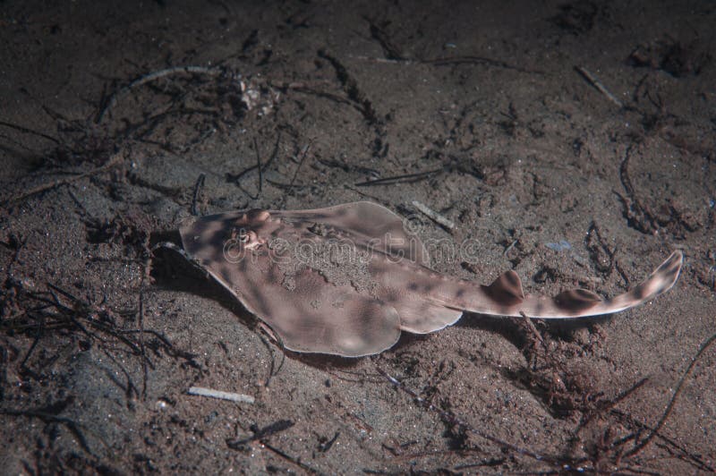 Juvenile Banded Guitar Fish Stock Photo - Image of resting, sand: 161561662