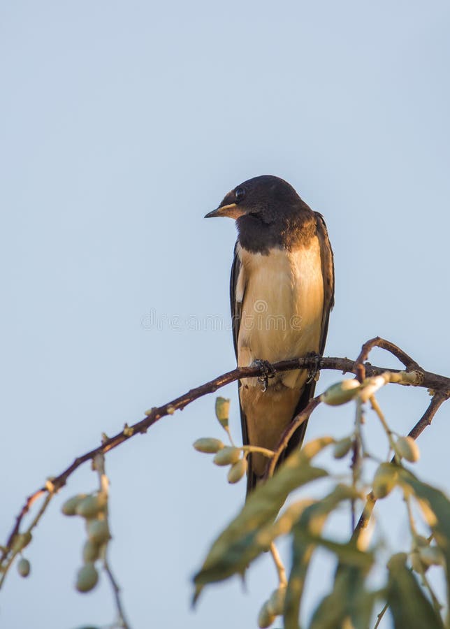 Juvenile Barn Swallow stock photo. Image of perches, detail - 57657926