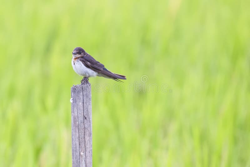 Juvenile Barn Swallow stock photo. Image of perches, detail - 57657926