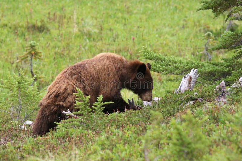 Juvenile Black Bear Foraging Stock Image - Image of juvenile, rainier ...