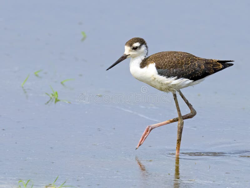 Juvenile Black-necked Stilt Stock Image - Image of neck, nature: 57181589