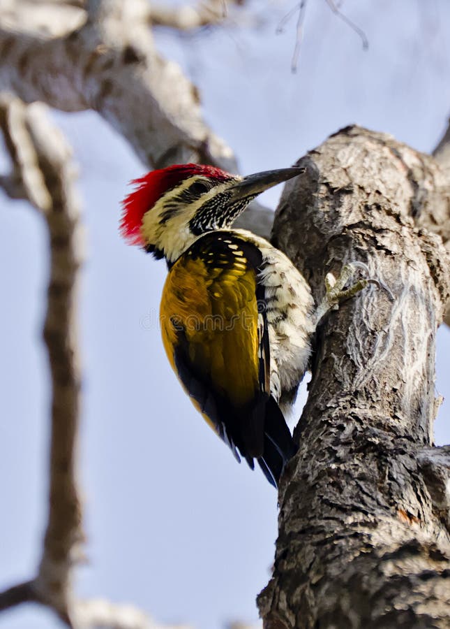 A Black-rumped Flameback Woodpecker Stock Photo - Image of sunny, tree ...