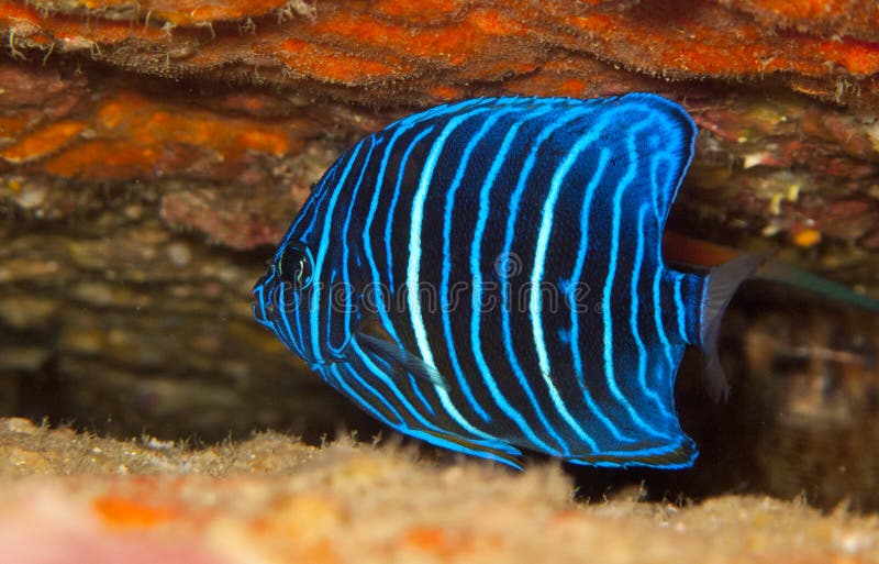 Juvenile Blue Ring Angel Fish Stock Image - Image of school, sports ...