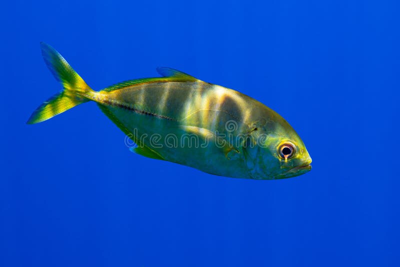 Trevally jack stock photo. Image of atlantic, giant, casting - 33851982