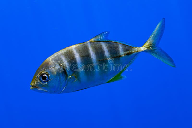 Trevally jack stock image. Image of casting, catch, bluefish - 33852015