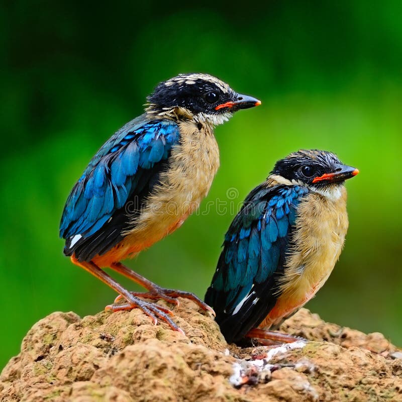Juvenile Blue-winged Pitta stock photo. Image of jungle - 32807002