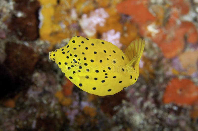 Juvenile Boxfish stock photo. Image of marinelife, andaman - 13618508