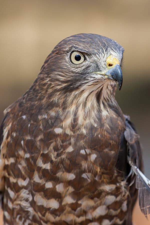 Broad-winged Hawk With Ruffled Feathers Stock Image - Image of prey ...