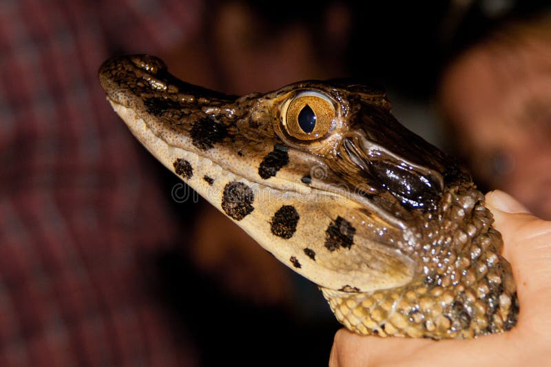 Juvenile Caiman, Amazonas, Peru Stock Image - Image of aquatic ...