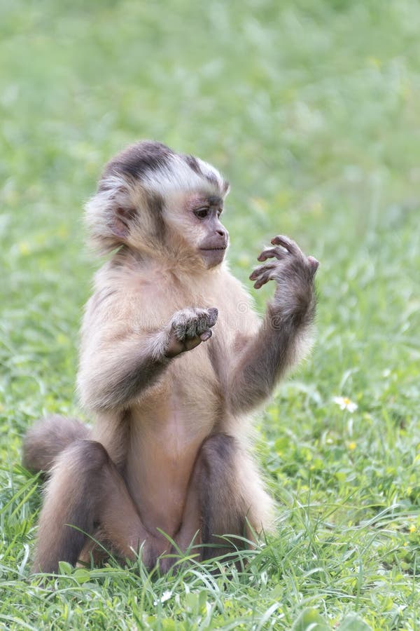 A Juvenile Capuchin Monkey (Cebinae Stock Image - Image of eyes, look ...