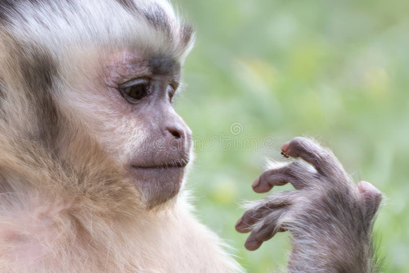 A Juvenile Capuchin Monkey (Cebinae Stock Photo - Image of nose, brown ...