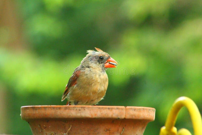Juvenile Cardinal Grabbing a Bite To Eat Stock Image - Image of ...