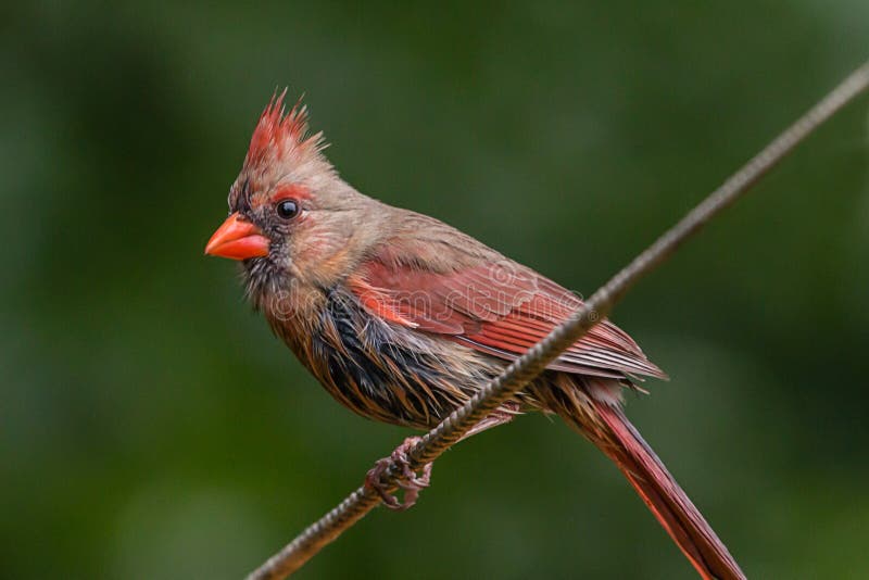 Juvenile Cardinal Perched with Ruffled Feathers Stock Image - Image of ...