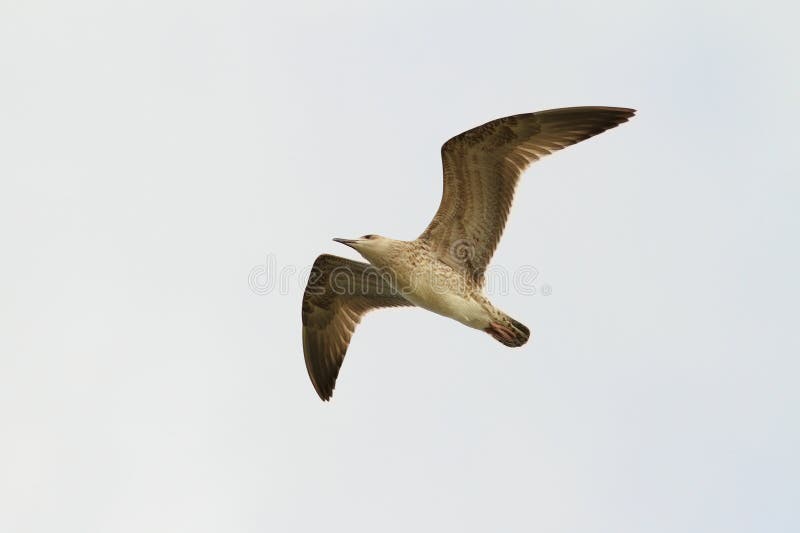 Caspian Gull stock photo. Image of flight, caspian, wings - 3257592