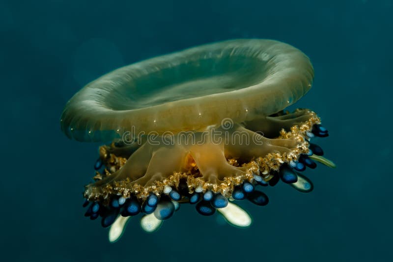 Juvenile Cassiopea Andromeda Upside-down Jellyfish Stock Photo - Image ...