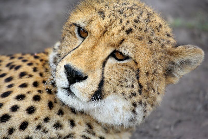 Juvenile cheetah stock photo. Image of mammal, wild, juvenile - 10691948