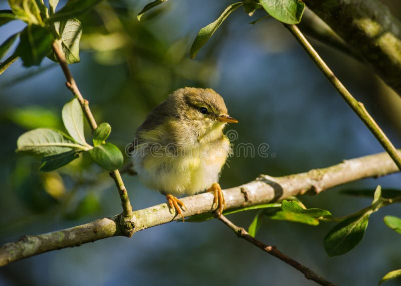 Juvenile Chiffchaff stock photo. Image of european, nature - 26470082