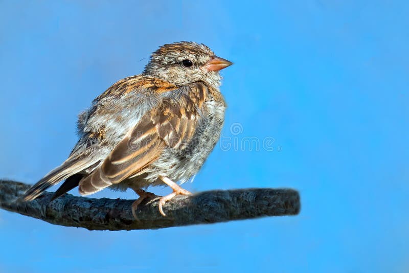 Juvenile Chipping Sparrow stock photo. Image of branch - 32980746