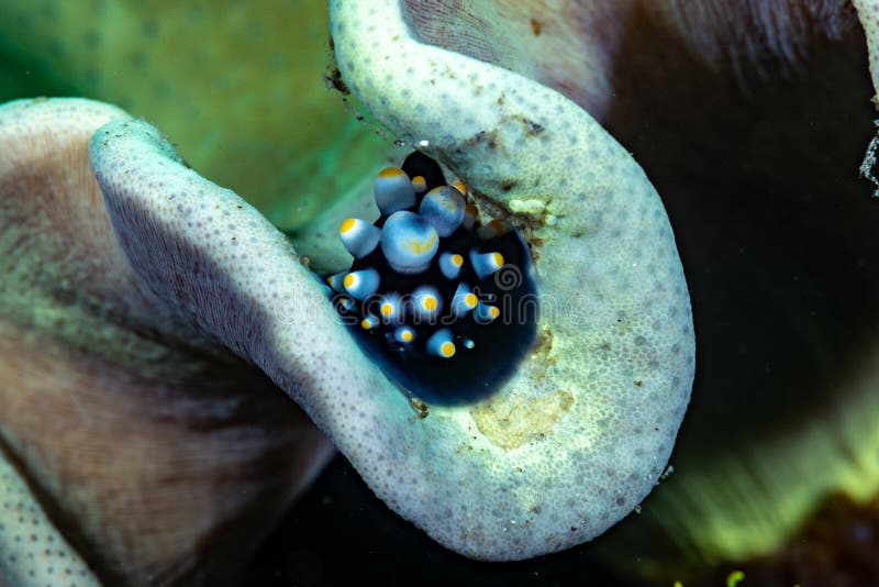Juvenile Common Egg Cowry Ovula Ovum Stock Photo - Image of keywords ...