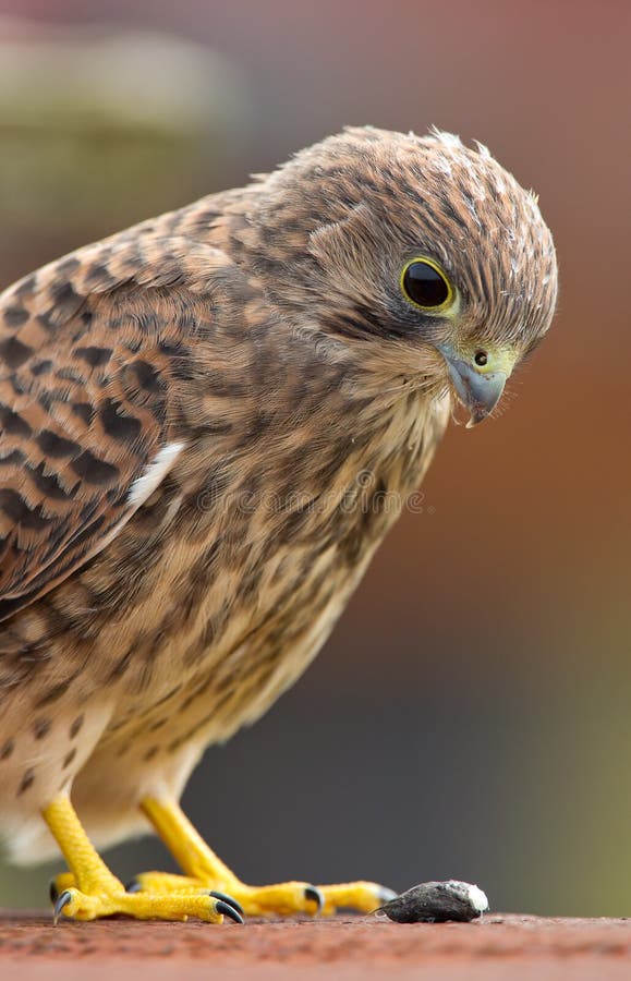 Juvenile Common Kestrel stock photo. Image of perched - 32575938