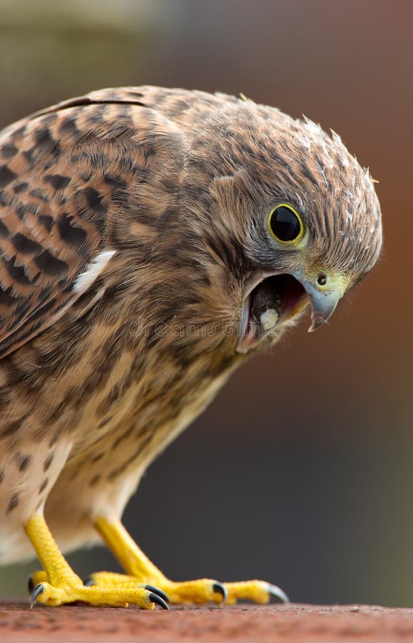 Juvenile Common Kestrel stock photo. Image of ornithology - 32575922