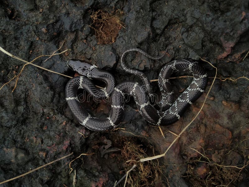 Lycodon Aulicus Stock Photos - Free & Royalty-Free Stock Photos from ...