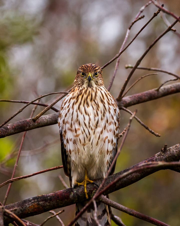 Juvenile Coopers Hawk In Flight Stock Image - Image of predator, raptor ...