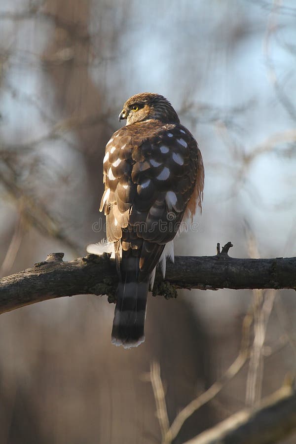 Juvenile Cooper S Hawk Perched on Tree Branch in Sun 5 - Accipiter ...