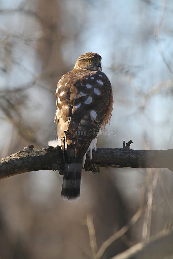 Juvenile Cooper S Hawk Perched on Tree Branch in Sun 4 - Accipiter ...