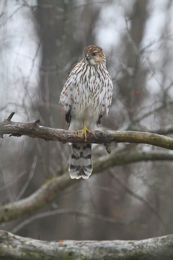 Juvenile Cooper S Hawk on Tree Branch 9 - Accipiter Cooperii Stock ...