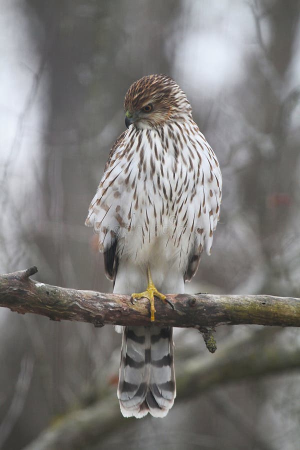 Juvenile Cooper S Hawk on Tree Branch Looking Downwards - Accipiter ...
