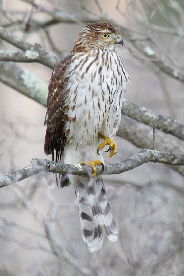 Juvenile Coopers Hawk in Flight Stock Image - Image of wildlife, nature ...