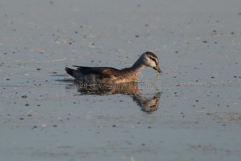 Juvenile of Cotton Pygmy Goose Stock Photo - Image of plumage, cotton ...