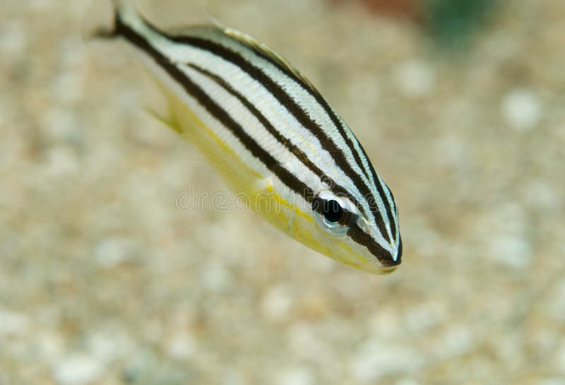 Juvenile Cottonwick Grunt stock photo. Image of intercoastal - 19633744