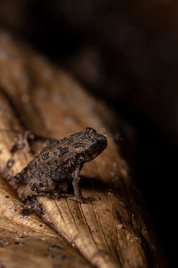 Juvenile Cururu Toad stock image. Image of isolated - 263481463