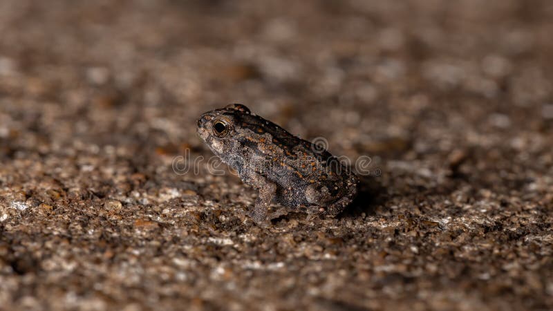Juvenile Cururu Toad stock image. Image of isolated - 263480767