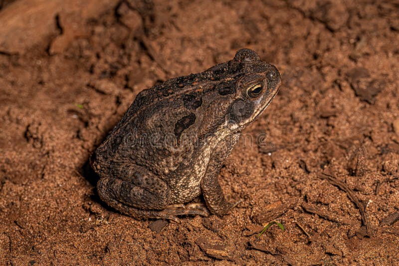 Juvenile Cururu Toad stock image. Image of isolated - 263481463