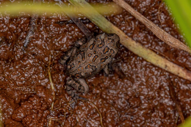 Juvenile Cururu Toad stock image. Image of isolated - 263480767