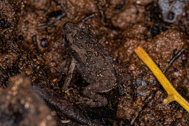 Juvenile Cururu Toad stock image. Image of orange, anura - 263481477