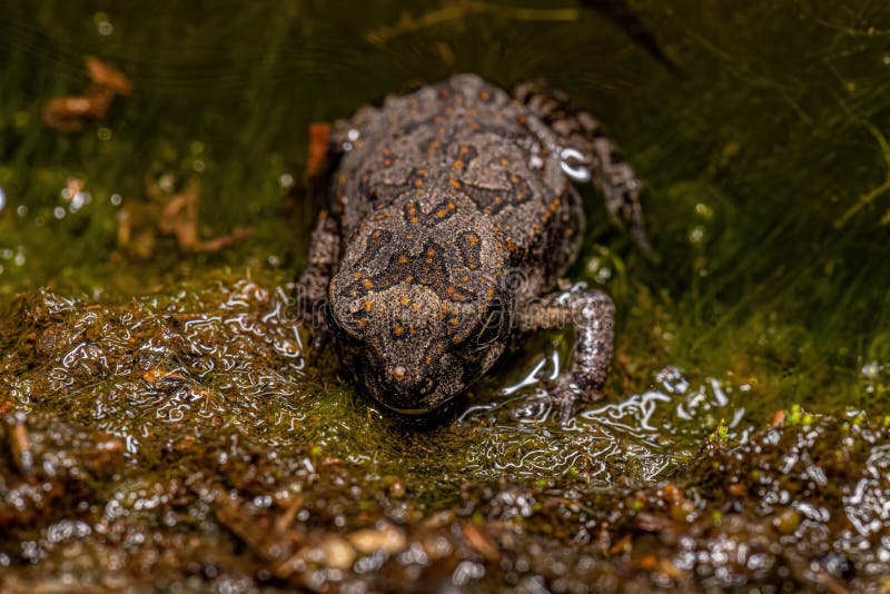 Juvenile Cururu Toad stock image. Image of orange, anura - 263481477
