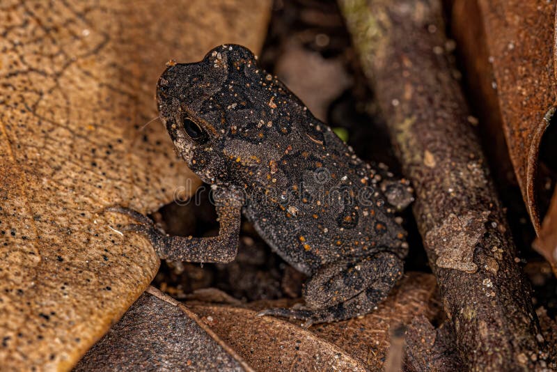 Juvenile Cururu Toad stock image. Image of isolated - 263481463