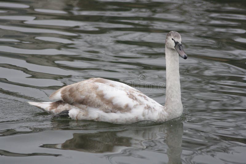 Juvenile cygnet on river stock image. Image of bird - 204858459