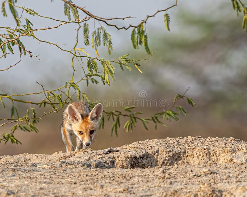 A juvenile desert fox stock photo. Image of small, wild - 280715226