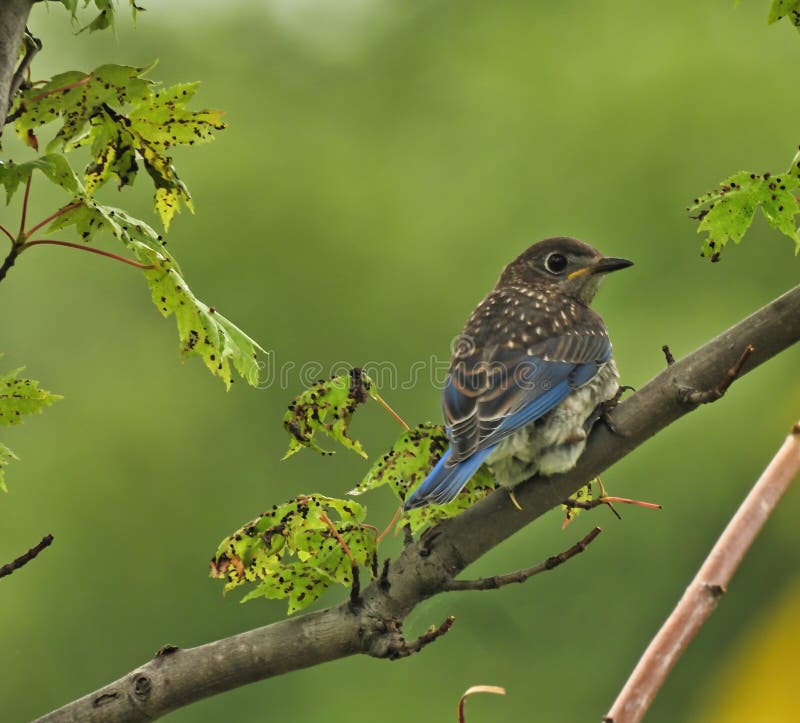 Juvenile Eastern Blue Bird Perched on a Tree Branch Stock Image - Image ...